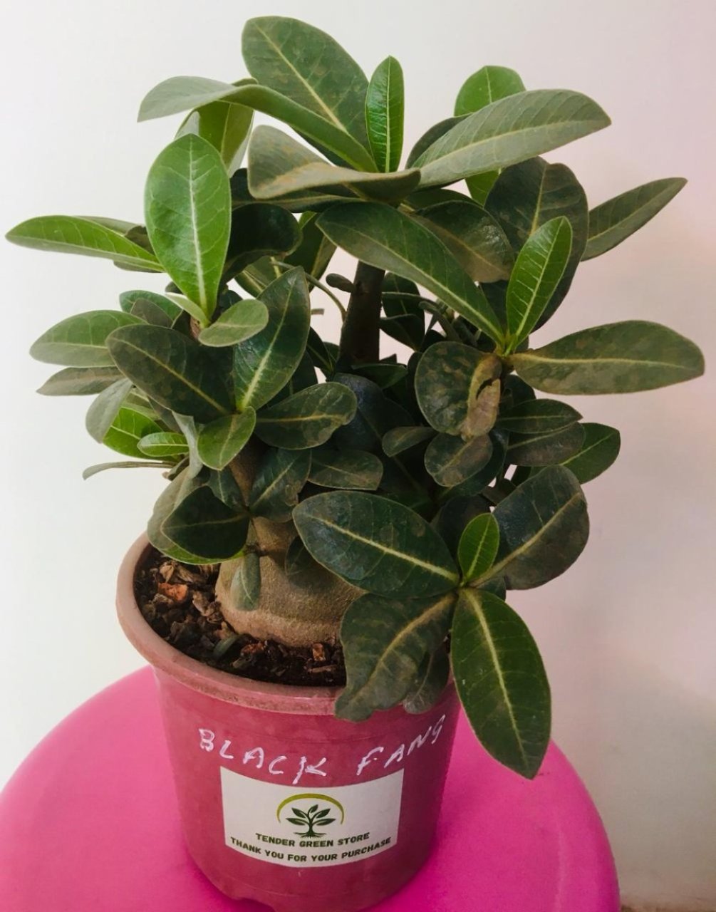 Adenium Arabicum Black Fang Plant – Tender Green Store