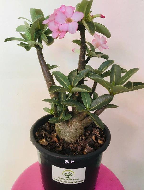Adenium Arabicum Black Pearl Plant – Tender Green Store